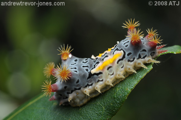 Butterflies and Moths - Andrew Trevor-Jones - Nature Photography