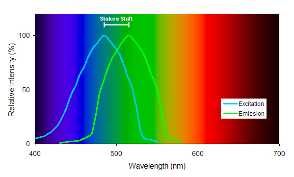 Photographing Fluorescence in Corals - Andrew Trevor-Jones - Nature ...