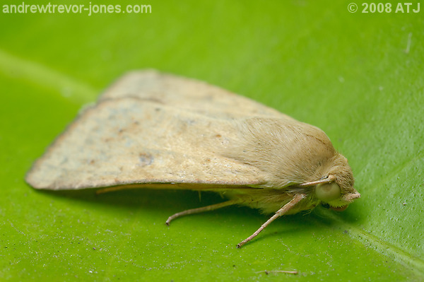 Butterflies and Moths - Andrew Trevor-Jones - Nature Photography